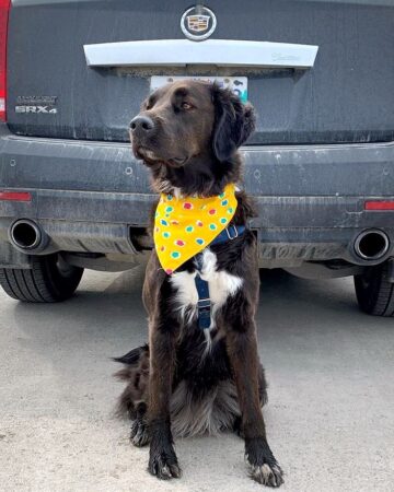 Border Collie Mixes: 43 Fascinating Crossbreeds You'll Love