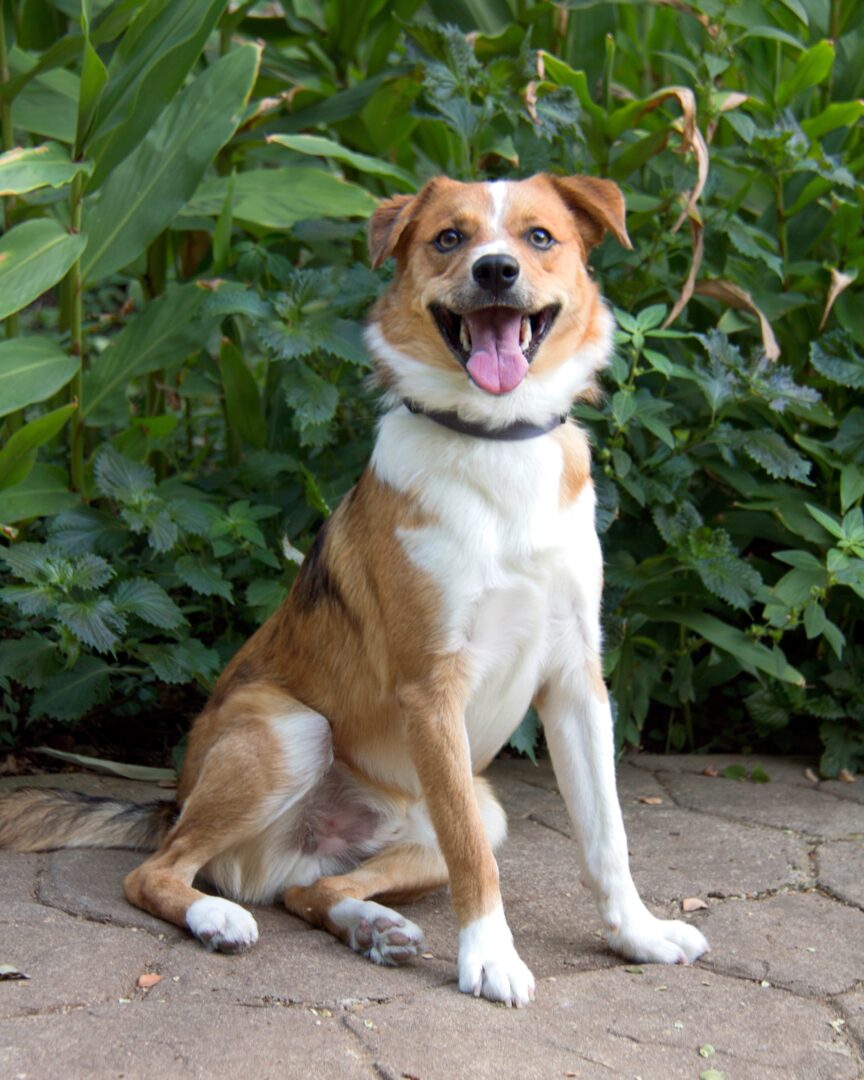 Border Collie Mixes: 43 Fascinating Crossbreeds You'll Love