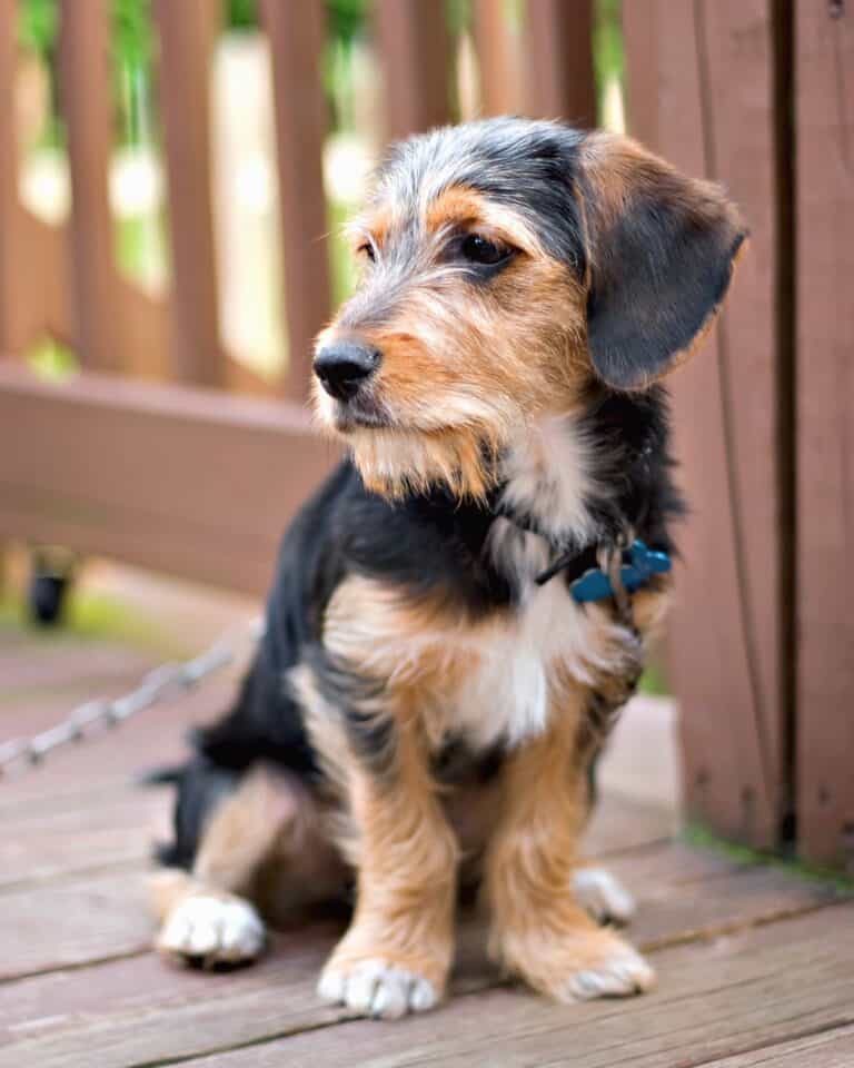Yorkie Mixes: 40 Cutest Yorkshire Terrier Mixes (With Pictures)