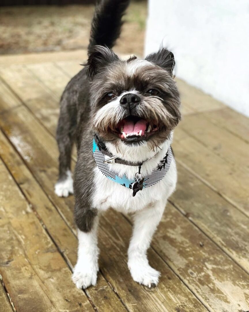 Shih Tzu Mixes: 42 Charming Crossbreeds (With Pictures!)