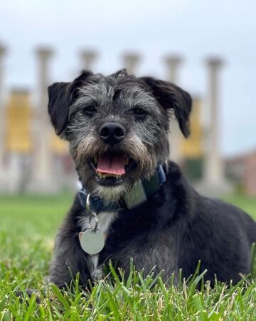 Poodle Mixes: 61 Different Doodle Mixed Breeds (With Pictures)