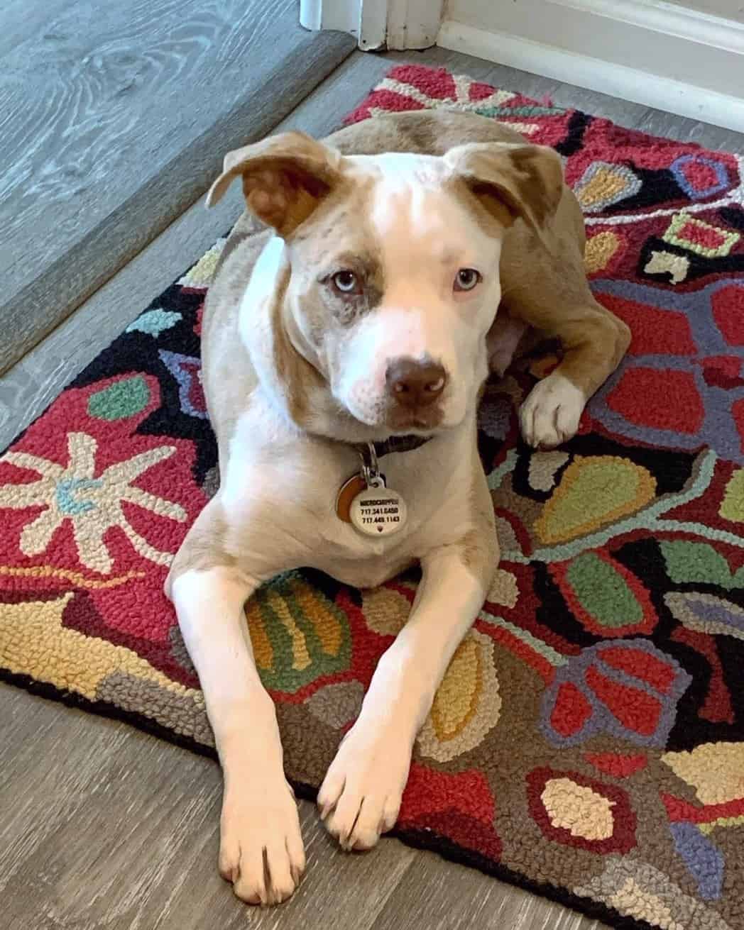 Australian Shepherd Mixes: 48 Aussie Crossbreeds You'll Love!