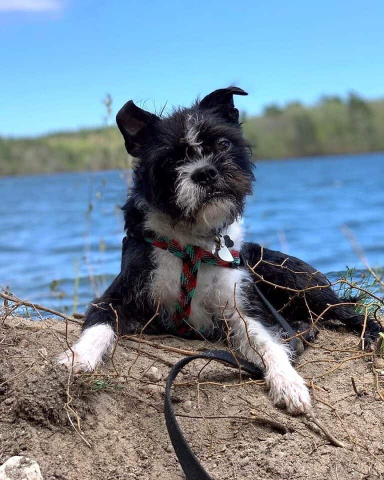 Bichon Frise Mixes: 34 Fluffy Crossbreeds You'll Want to Cuddle