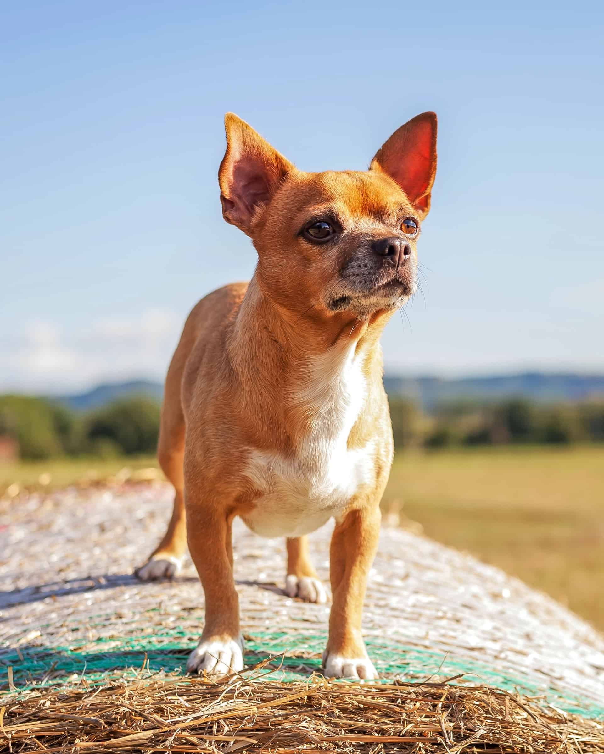 Chihuahua Mixes: 53 Cutest Crossbreeds You'll Want to Adopt!
