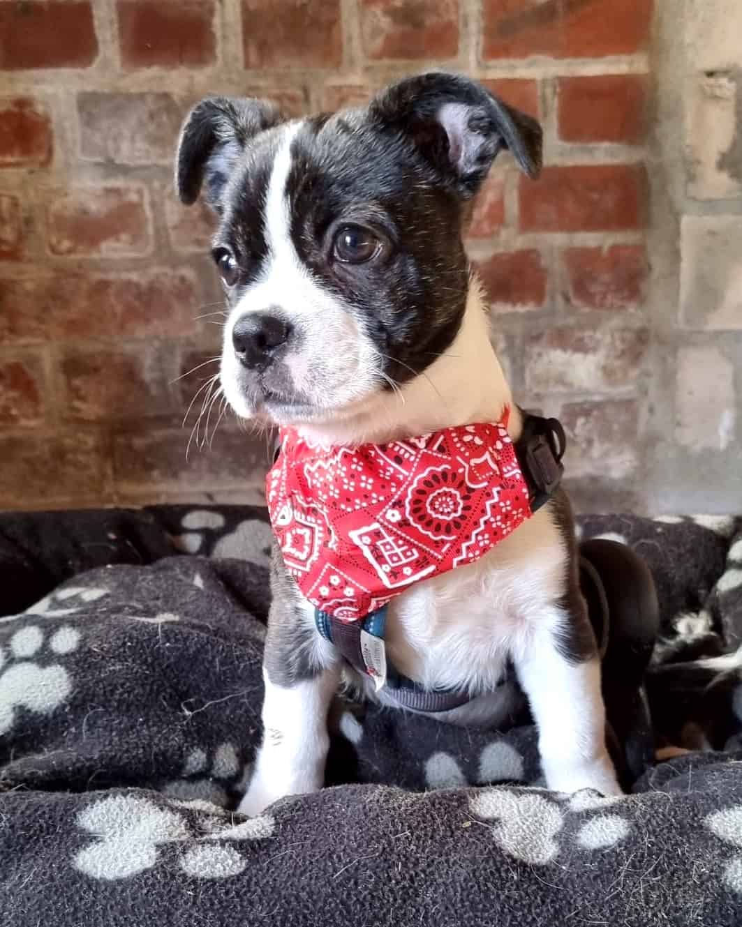 Maltese Mixes: 41 Different Maltese Crossbreeds You'll Love