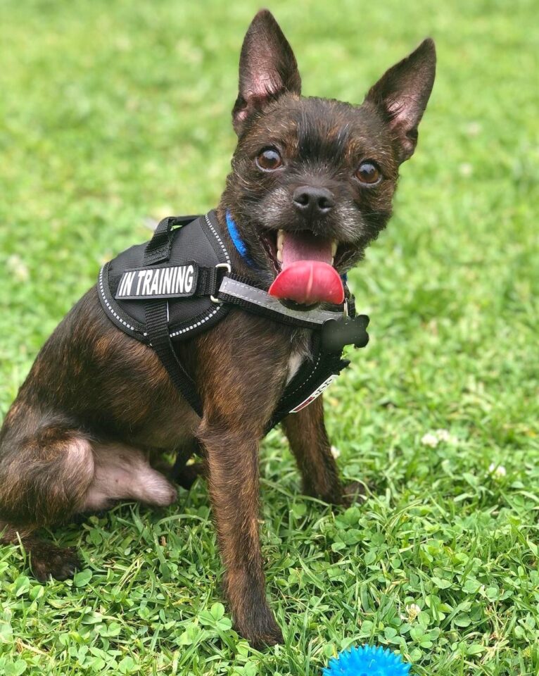 Yorkie Mixes: 40 Cutest Yorkshire Terrier Mixes (With Pictures)