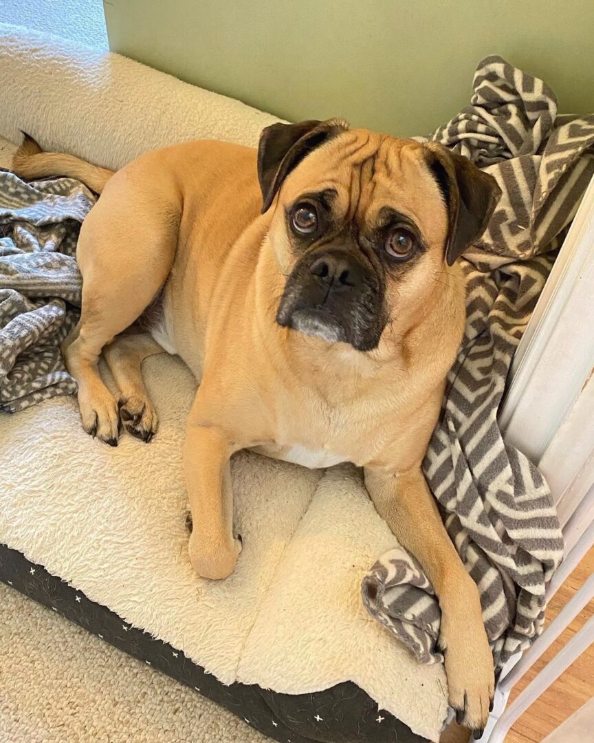 Pug Mixed Breeds: 60 Perfect Pug Mixes You'll Want to Adopt