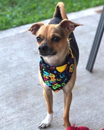 Chihuahua Mixes: 53 Cutest Crossbreeds You'll Want to Adopt!