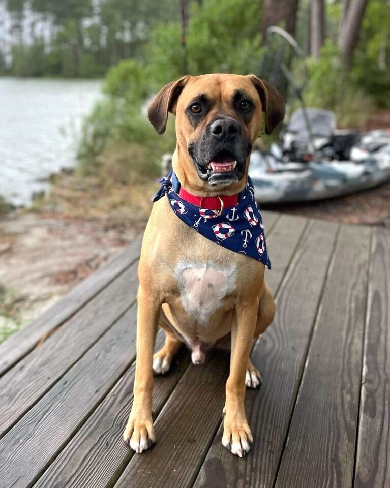 Great Dane Mixes: 43 Extra-Large Crossbreeds! (With Pictures)