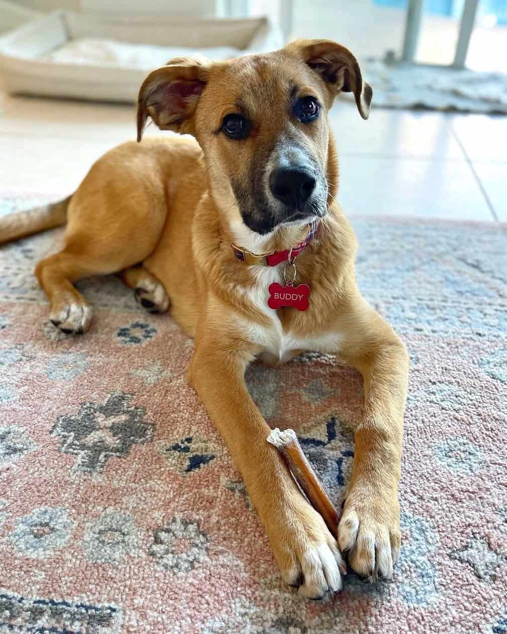 German Shepherd Mixes: 40 Gorgeous GSD Crossbreeds!