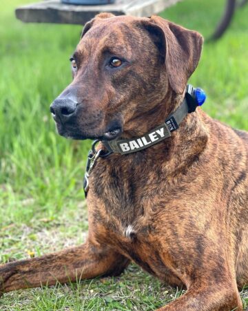 Doberman Mixes: 45 Different Doberman Pinscher Crossbreeds