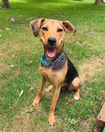 Australian Shepherd Mixes: 48 Aussie Crossbreeds You'll Love!