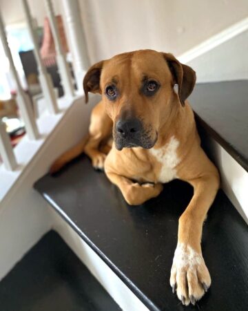 Border Collie Mixes: 43 Fascinating Crossbreeds You'll Love