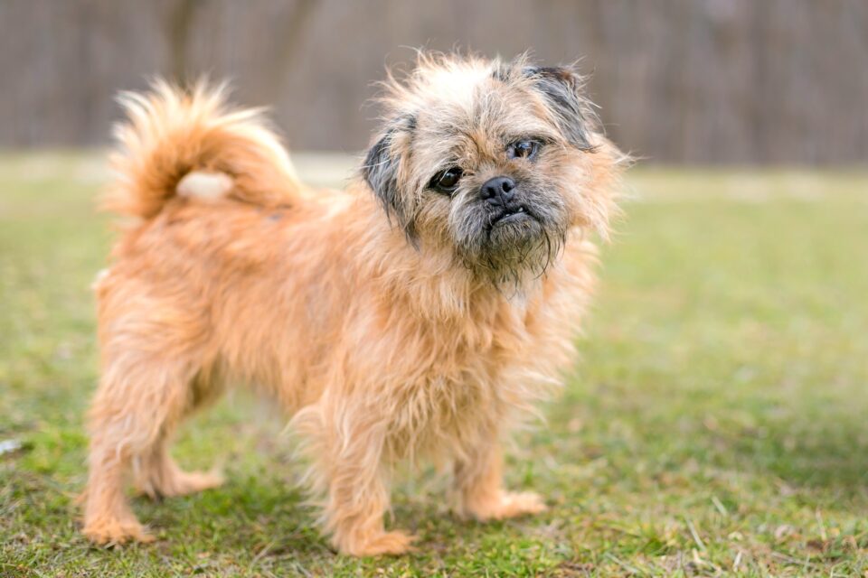Pug Mixed Breeds: 60 Perfect Pug Mixes You'll Want to Adopt