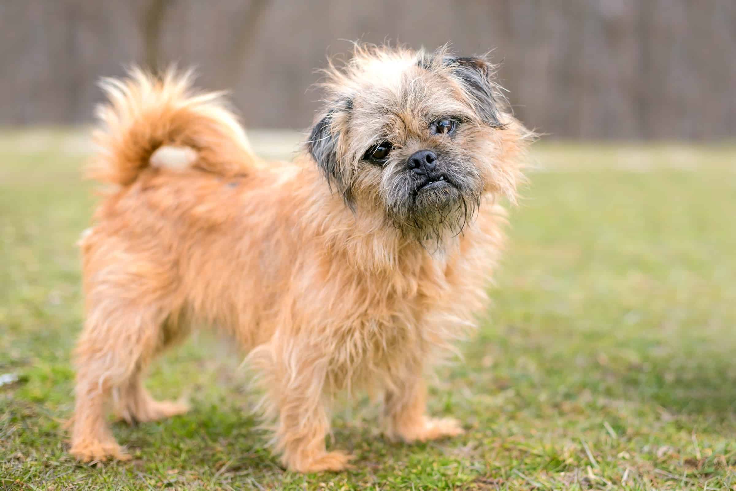Pug Mixed Breeds: 60 Perfect Pug Mixes You'll Want to Adopt