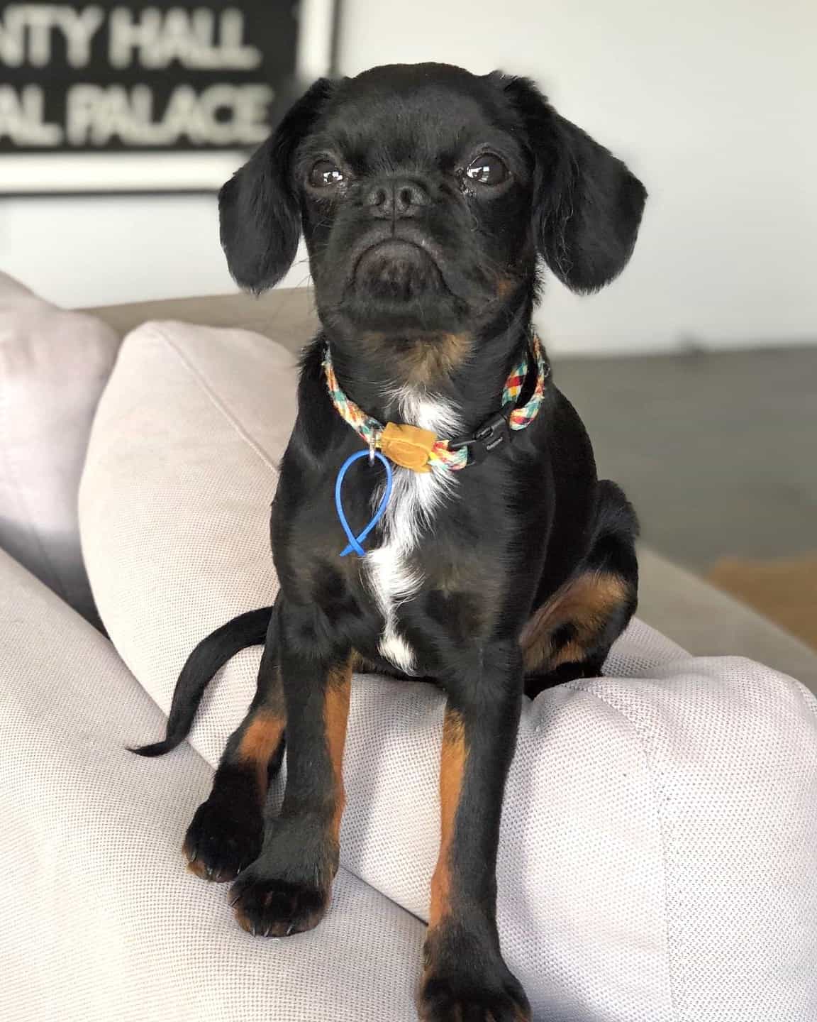 36 Cutest Cavalier King Charles Spaniel Mixes (With Pictures!)