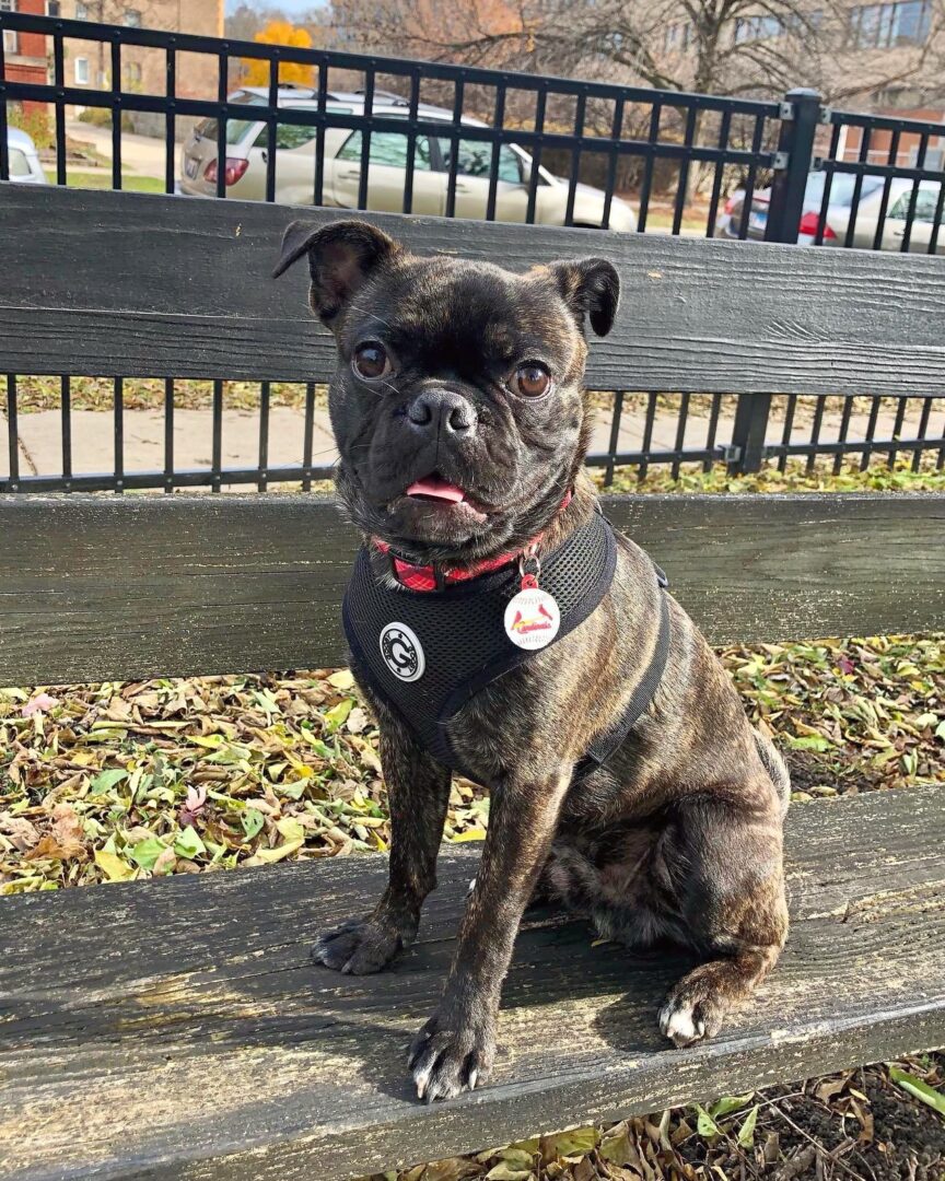 Pug Mixed Breeds: 60 Perfect Pug Mixes You'll Want to Adopt