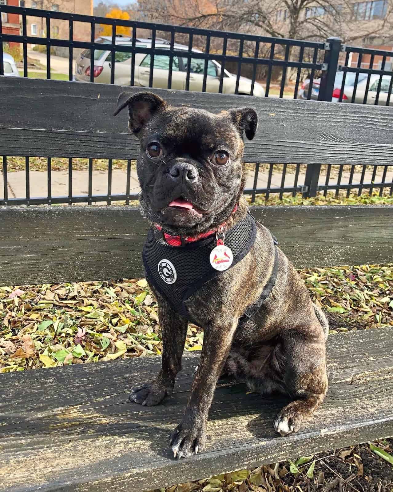 Pug Mixed Breeds: 60 Perfect Pug Mixes You'll Want to Adopt