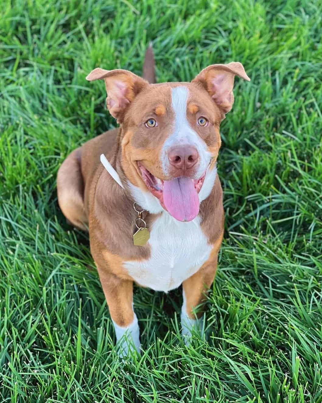 English Bulldog Mixes: 36 Adorable Crossbreeds (With Pictures)