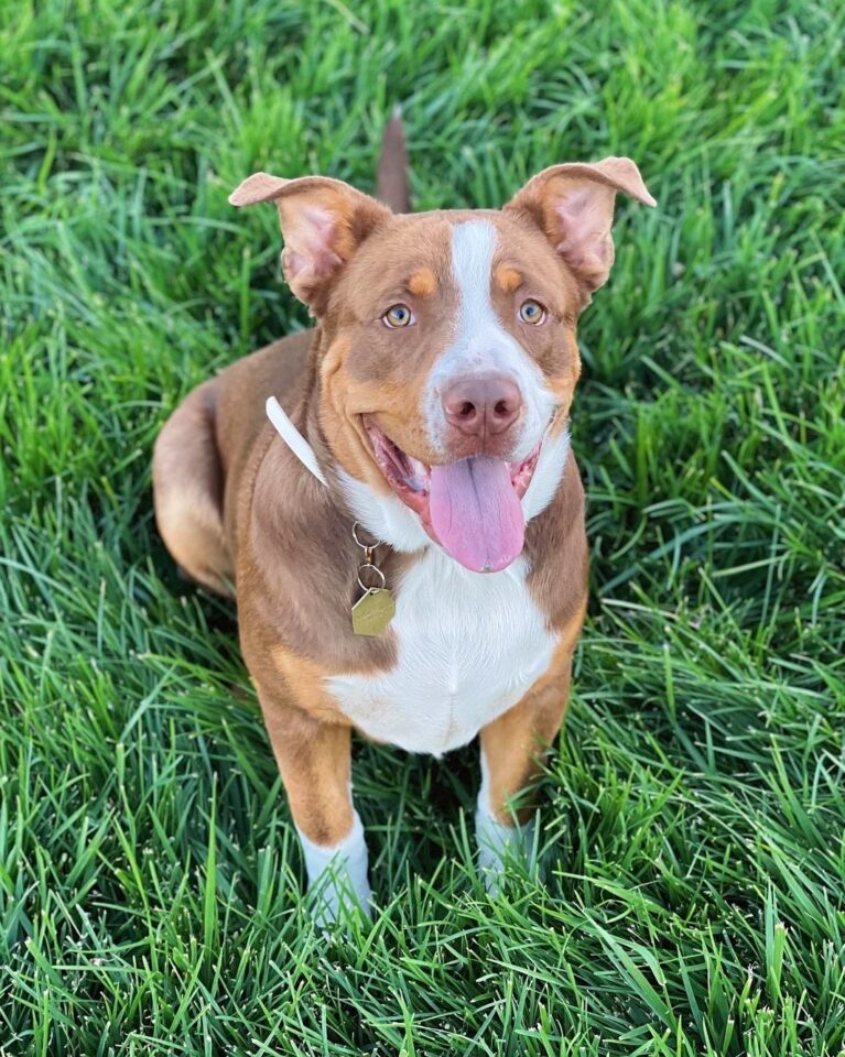 Australian Shepherd Mixes: 48 Aussie Crossbreeds You'll Love!