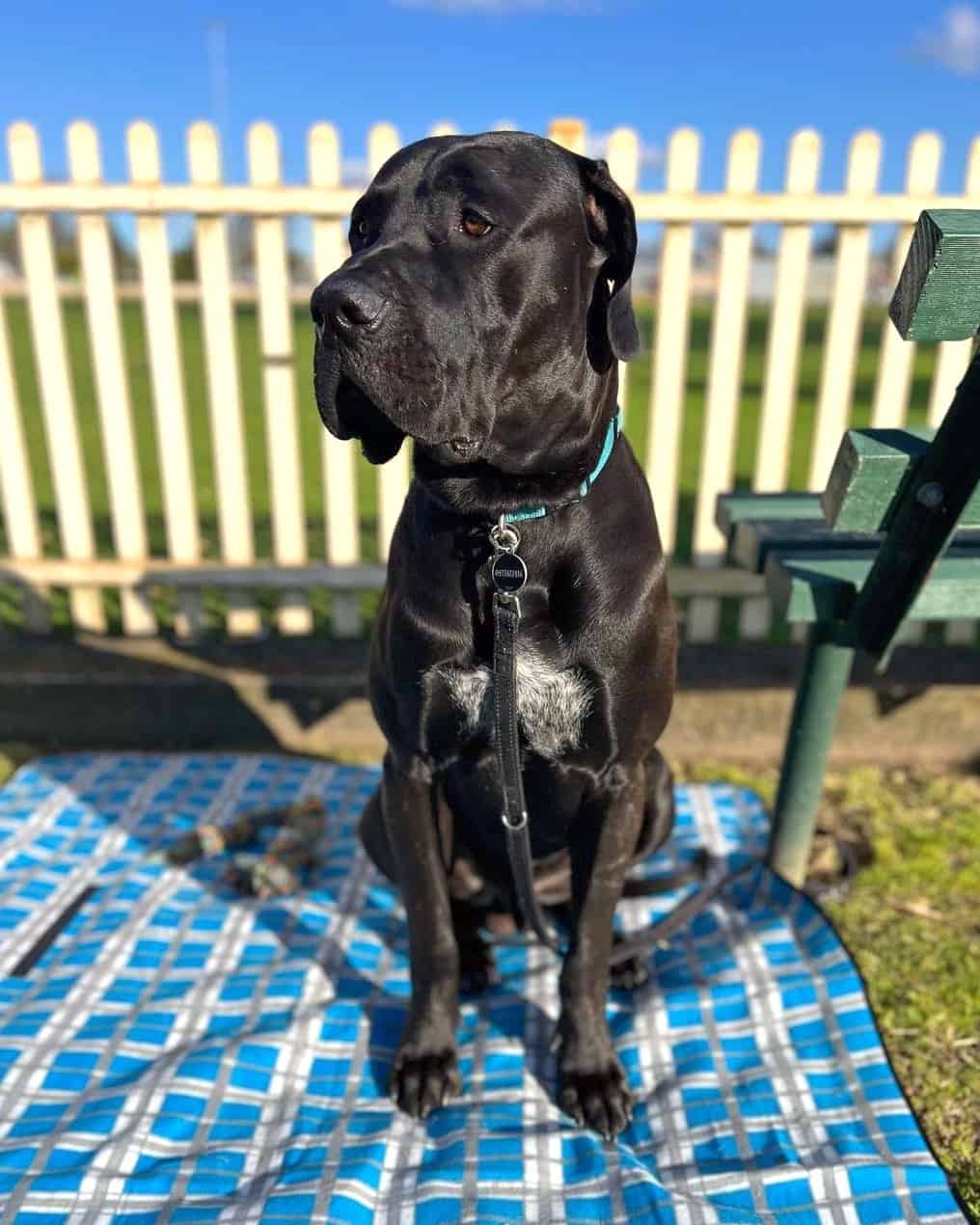 Great Dane Mixes: 43 Extra-Large Crossbreeds! (With Pictures)