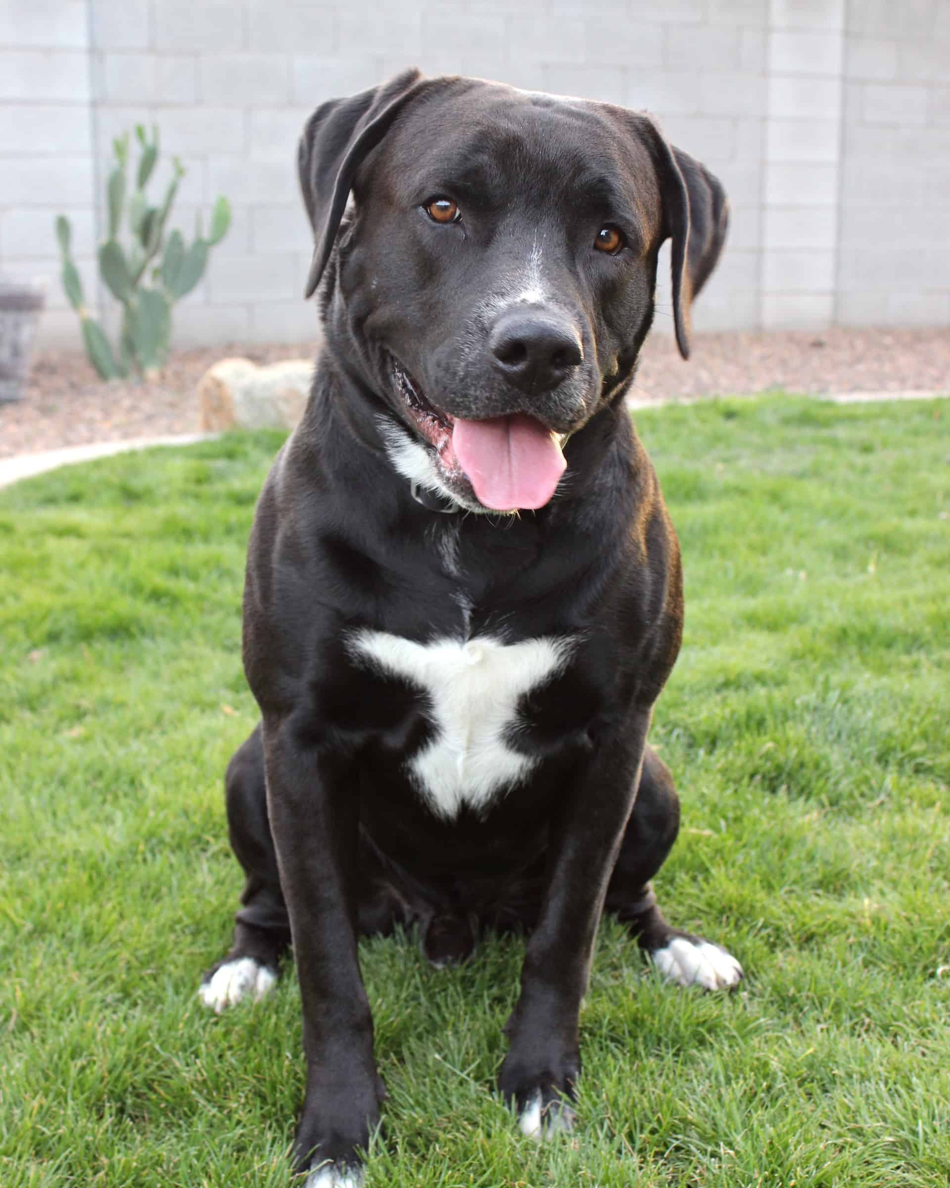 Labrador Retriever Mixes: 57 Lab Crossbreeds (With Pictures!)