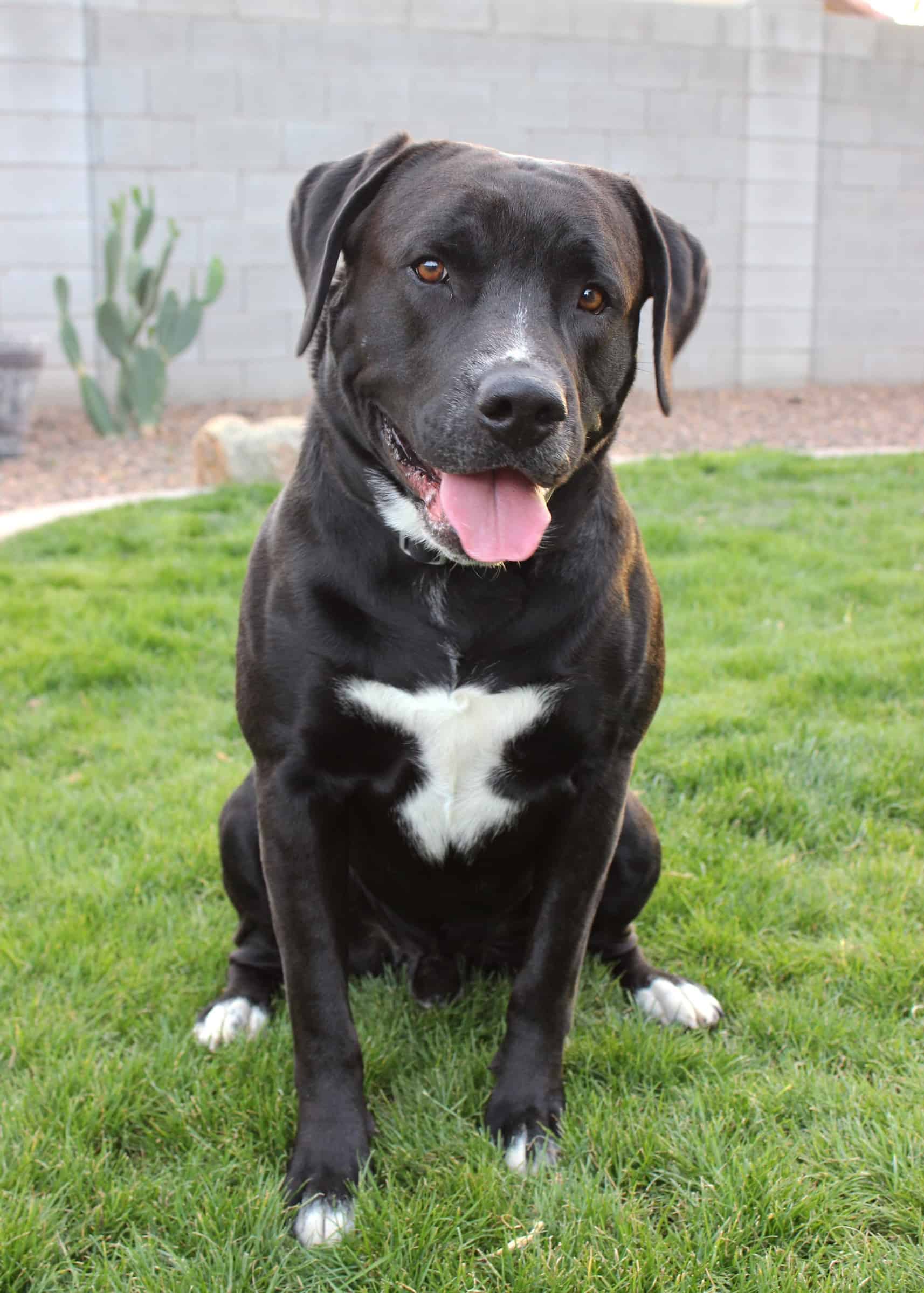 English Bulldog Mixes: 36 Adorable Crossbreeds (With Pictures)