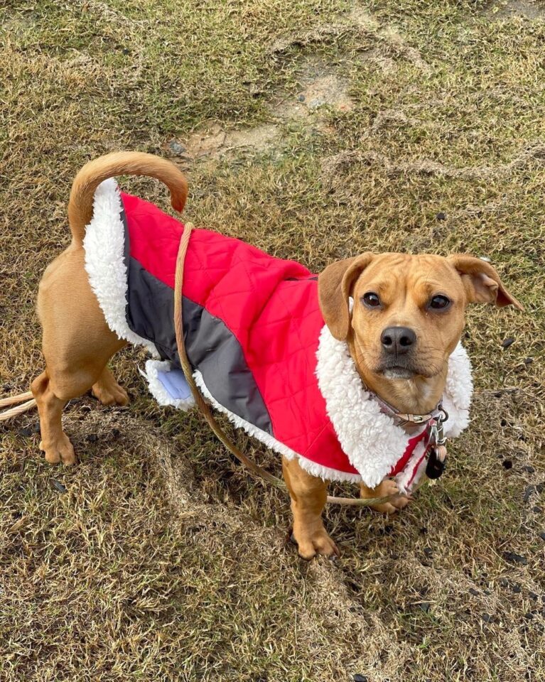 Dachshund Mixes: 46 Adorable Doxie Crossbreeds You'll Love!