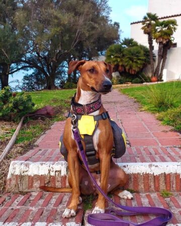 Doberman Mixes: 45 Different Doberman Pinscher Crossbreeds