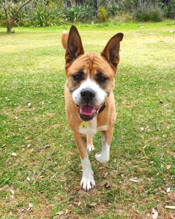 English Bulldog Mixes: 36 Adorable Crossbreeds (With Pictures)