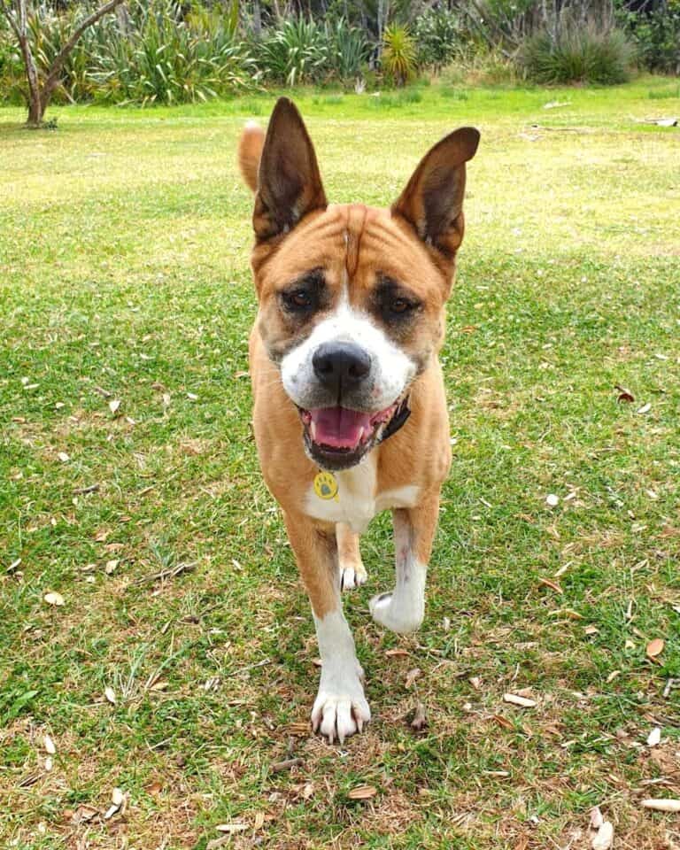 English Bulldog Mixes: 36 Adorable Crossbreeds (With Pictures)