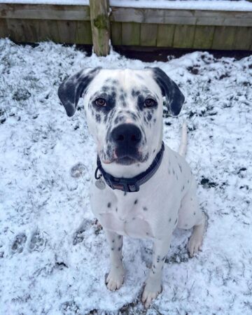 English Bulldog Mixes: 36 Adorable Crossbreeds (With Pictures)