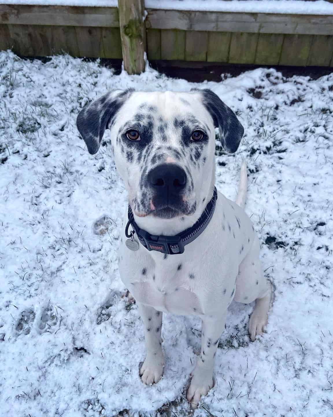 English Bulldog Mixes: 36 Adorable Crossbreeds (With Pictures)