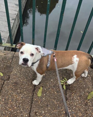 English Bulldog Mixes: 36 Adorable Crossbreeds (With Pictures)