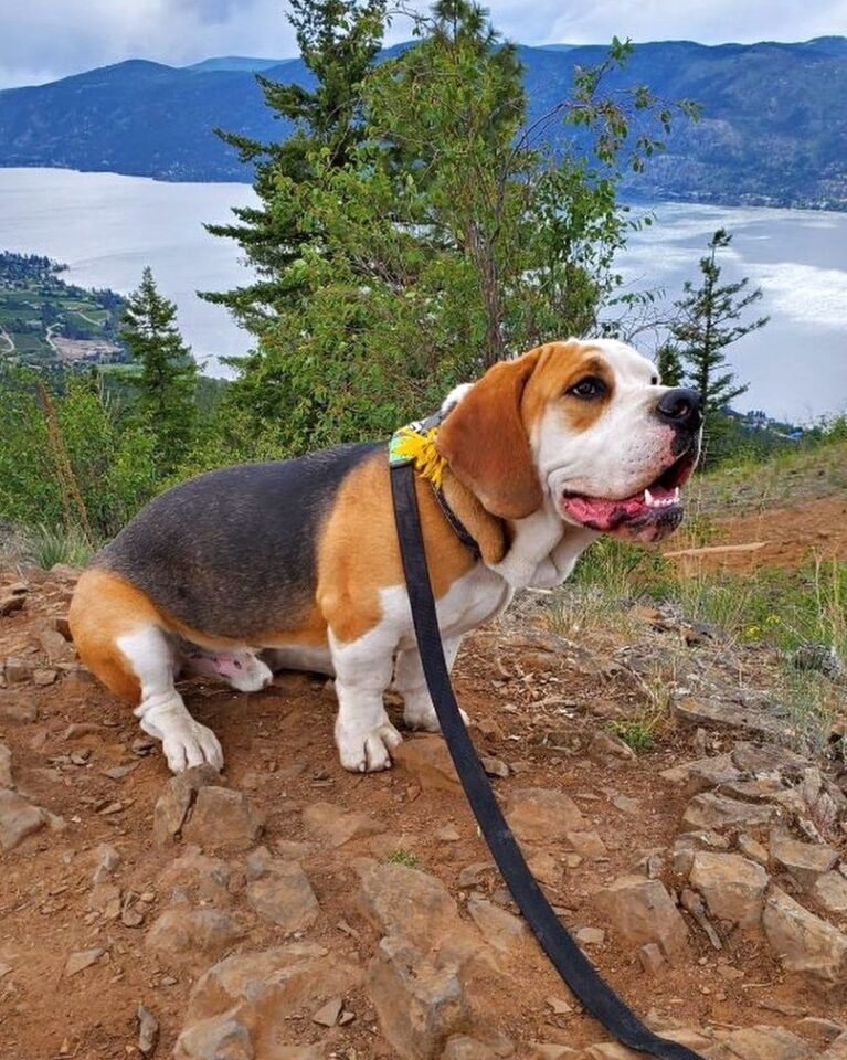 Basset Hound Mixes: 50 Different Crossbreeds (With Pictures)