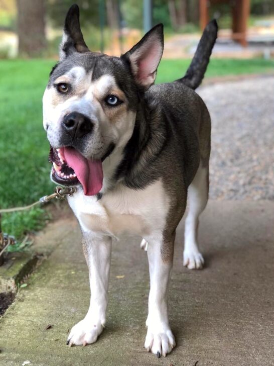 English Bulldog Mixes: 36 Adorable Crossbreeds (With Pictures)