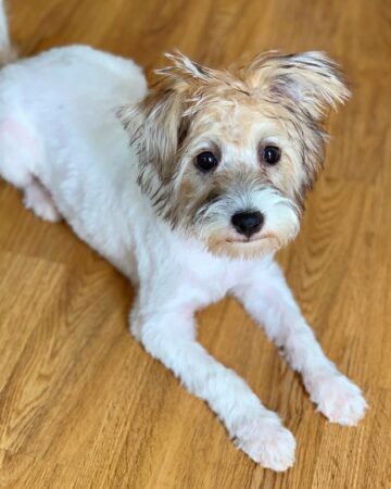 Maltese Mixes: 41 Different Maltese Crossbreeds You'll Love