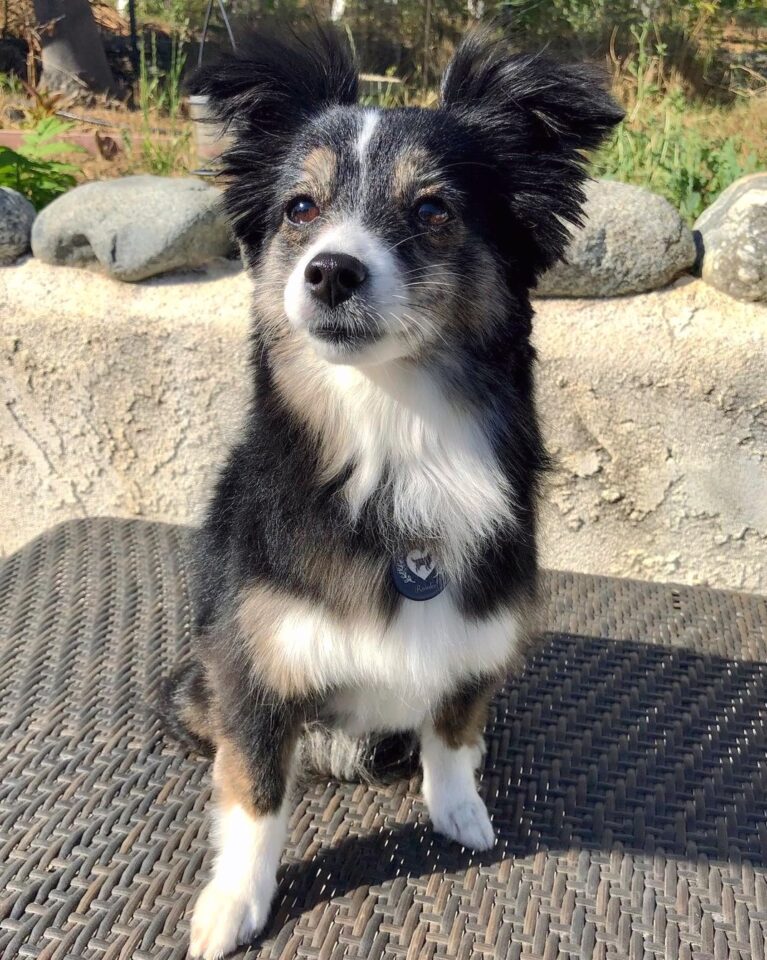 Australian Shepherd Mixes: 48 Aussie Crossbreeds You'll Love!