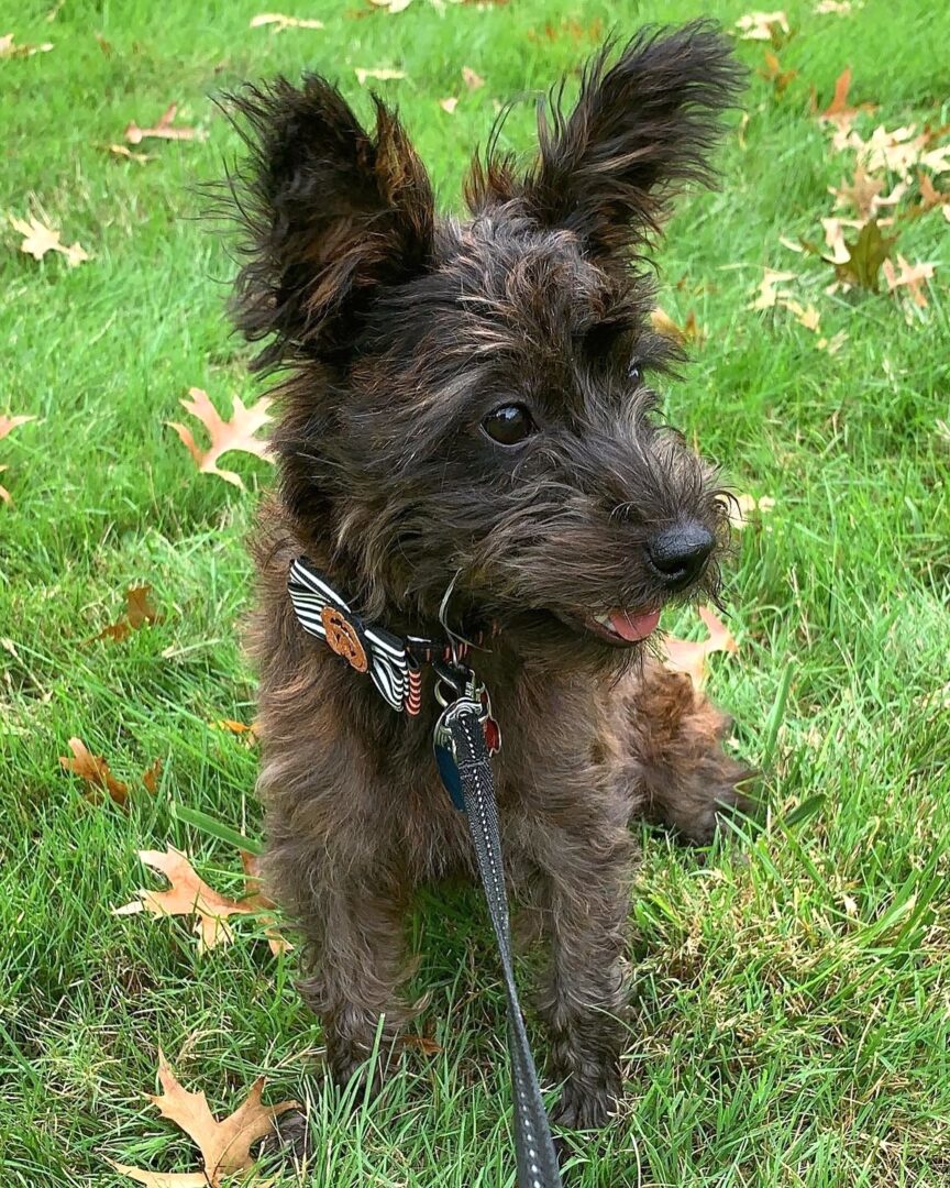 Poodle Mixes: 61 Different Doodle Mixed Breeds (With Pictures)