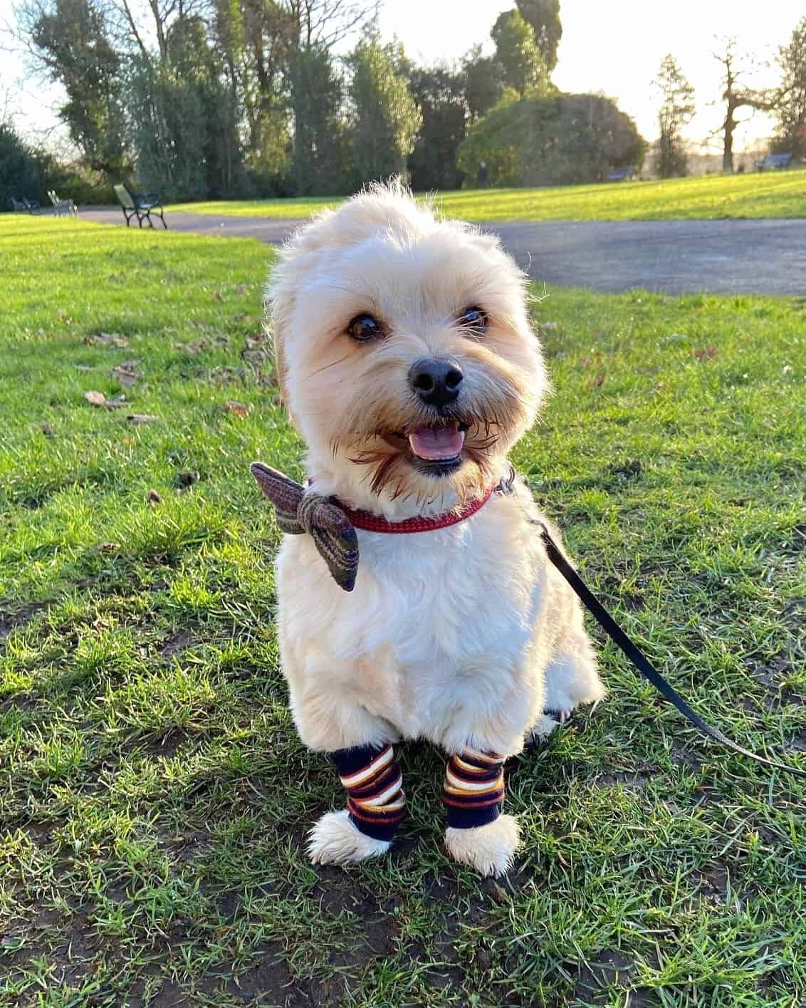 Shih Tzu Mixes: 42 Charming Crossbreeds (With Pictures!)