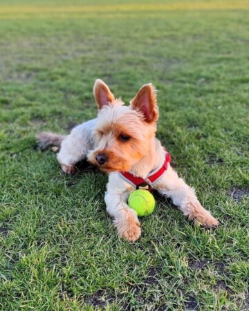 Yorkie Mixes: 40 Cutest Yorkshire Terrier Mixes (With Pictures)