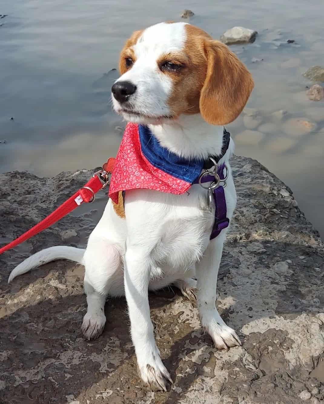 36 Cutest Cavalier King Charles Spaniel Mixes (With Pictures!)