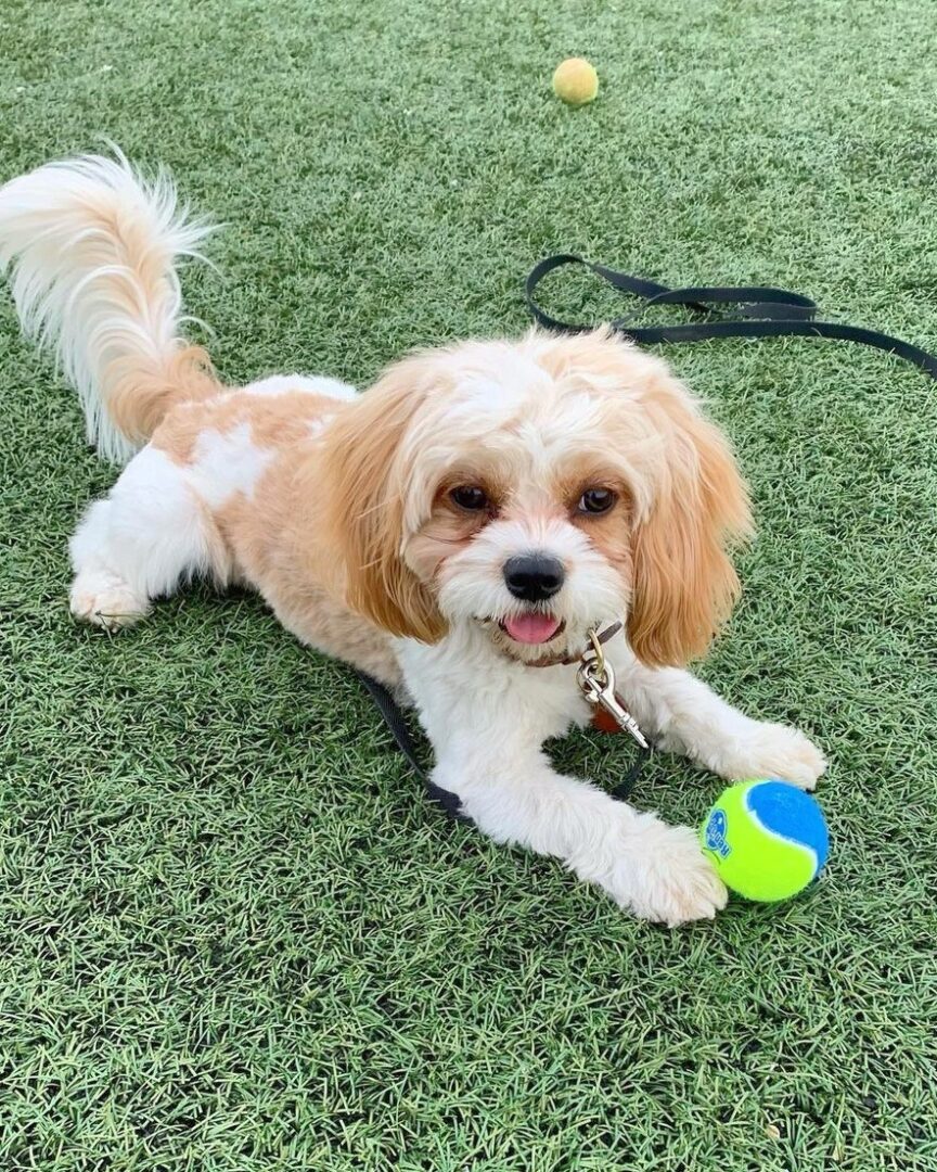 Maltese Mixes: 41 Different Maltese Crossbreeds You'll Love