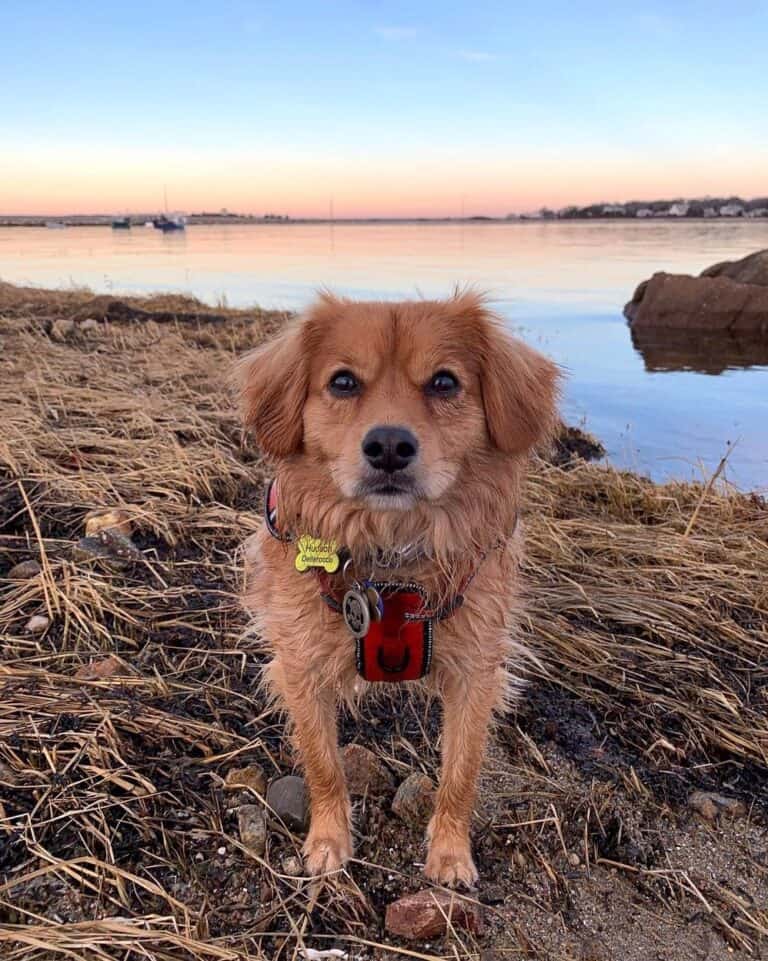 36 Cutest Cavalier King Charles Spaniel Mixes (With Pictures!)