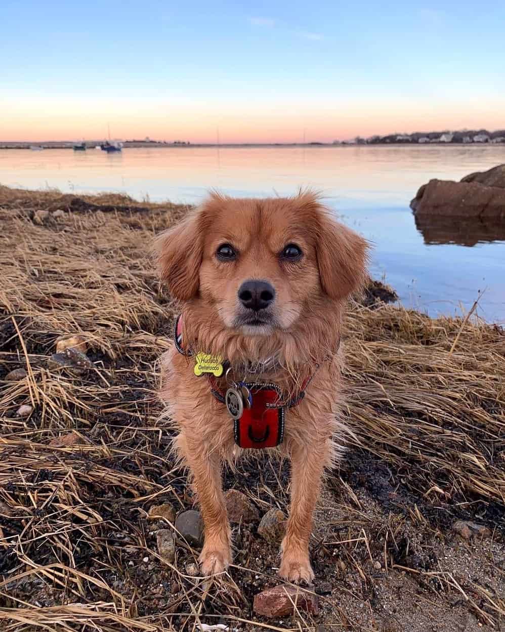 36 Cutest Cavalier King Charles Spaniel Mixes (With Pictures!)