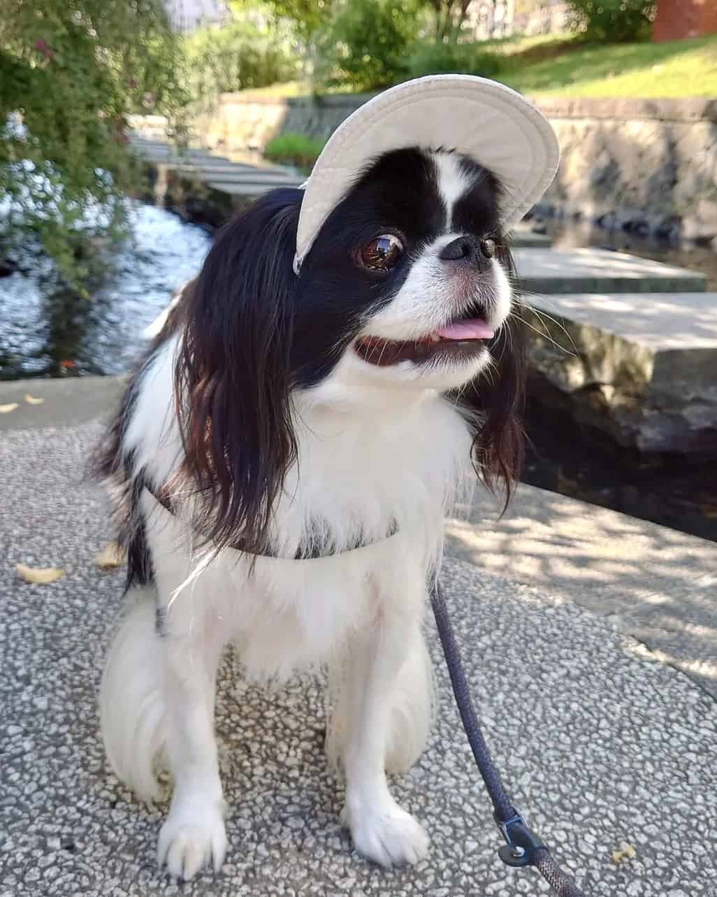 36 Cutest Cavalier King Charles Spaniel Mixes (With Pictures!)