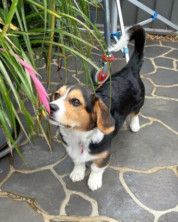 36 Cutest Cavalier King Charles Spaniel Mixes (With Pictures!)