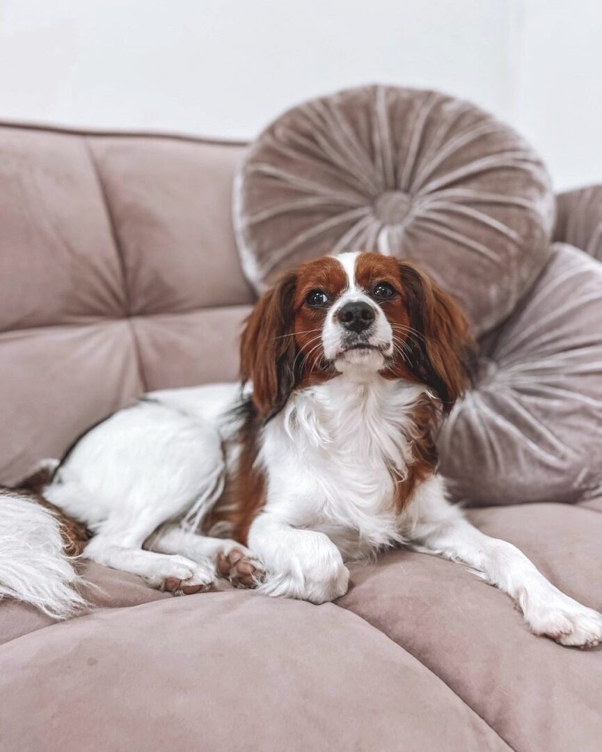 36 Cutest Cavalier King Charles Spaniel Mixes (With Pictures!)