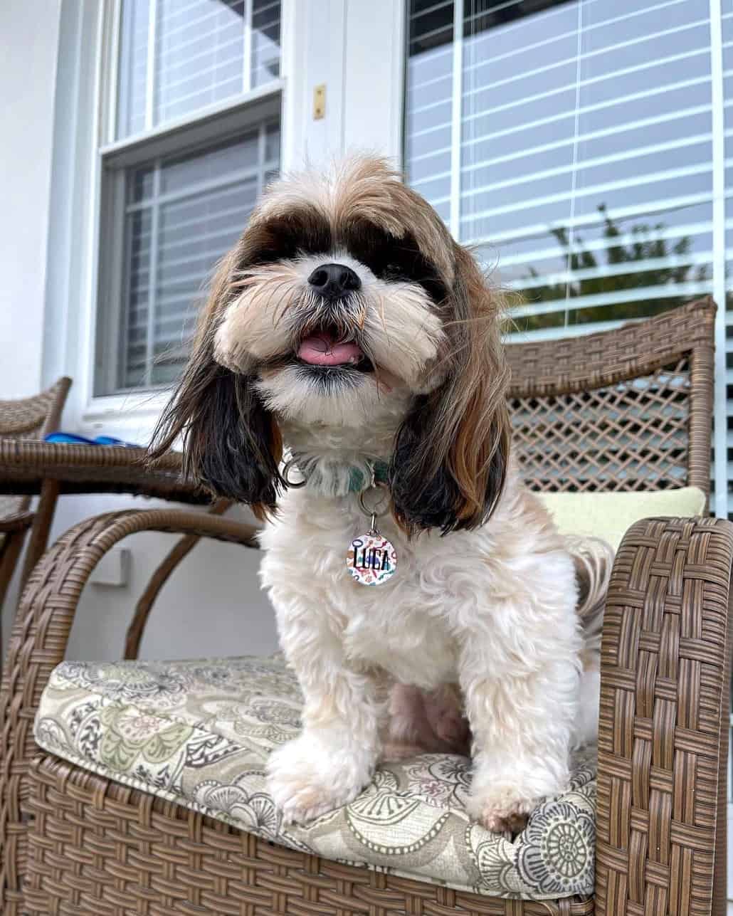 Shih Tzu Mixes: 42 Charming Crossbreeds (With Pictures!)