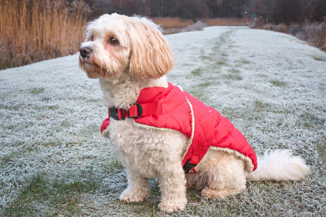 36 Cutest Cavalier King Charles Spaniel Mixes (With Pictures!)